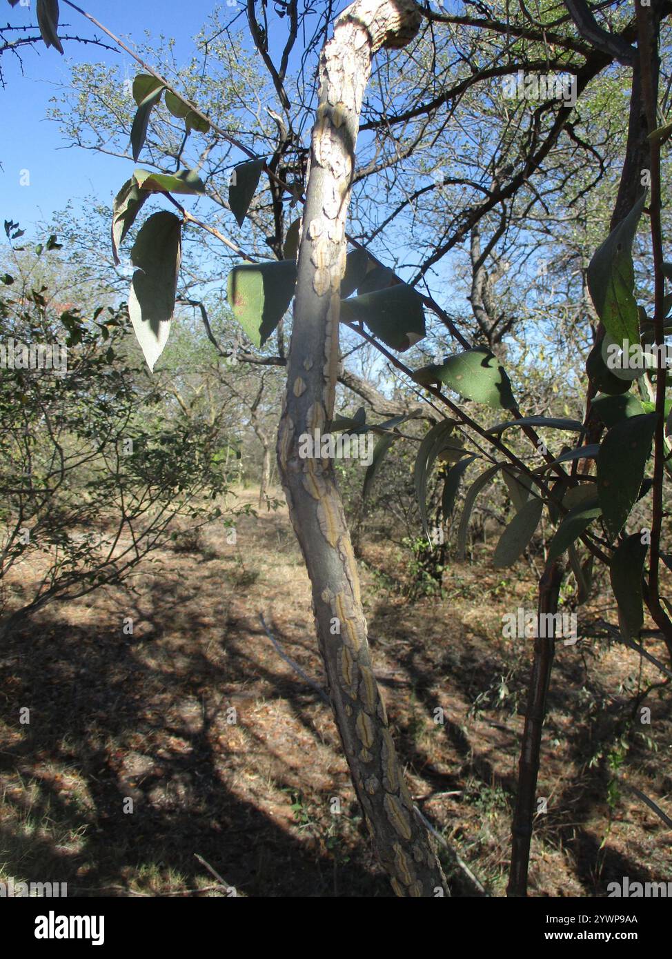 Caustic vine hi-res stock photography and images - Alamy