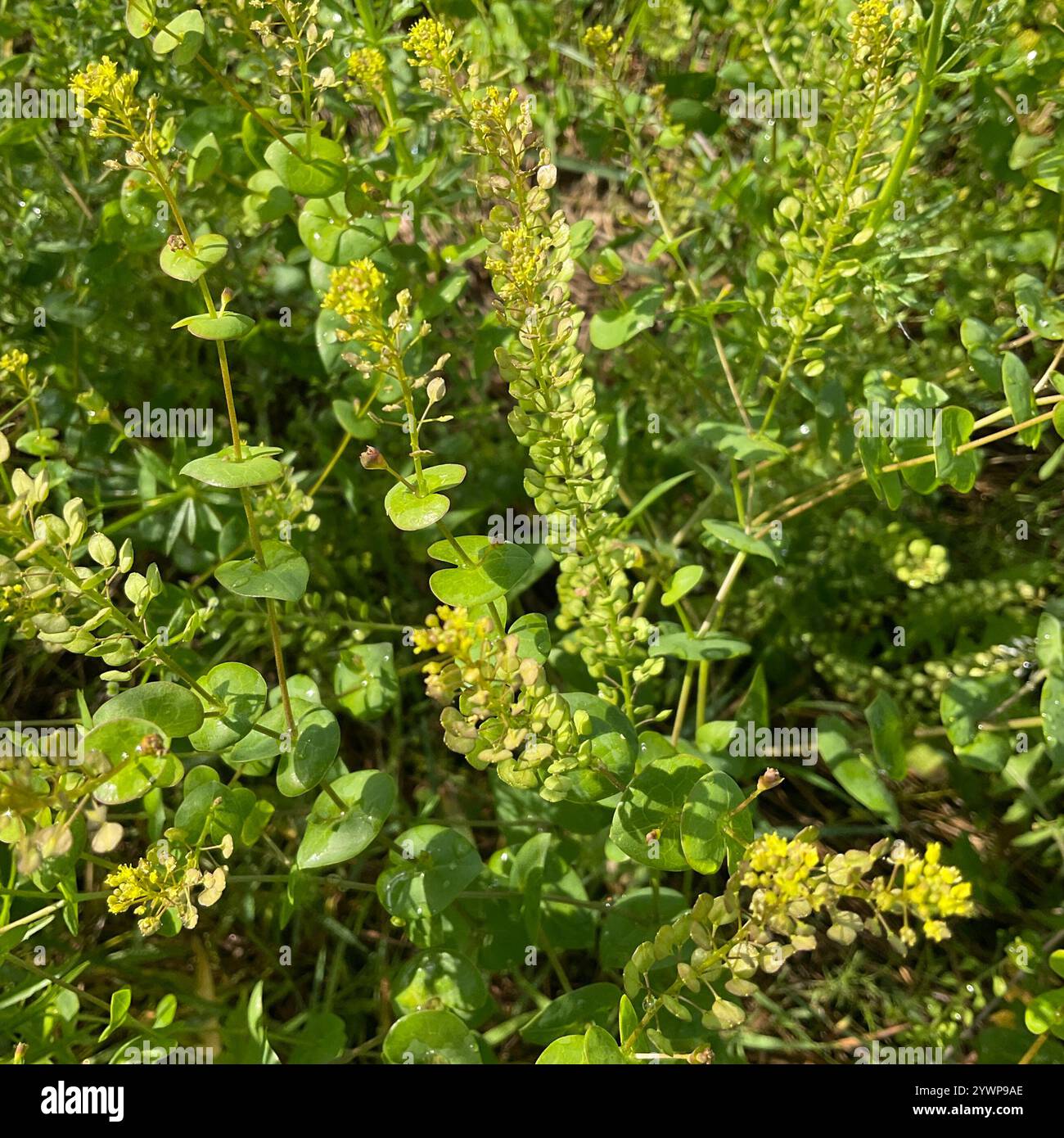 clasping pepperweed (Lepidium perfoliatum Stock Photo - Alamy