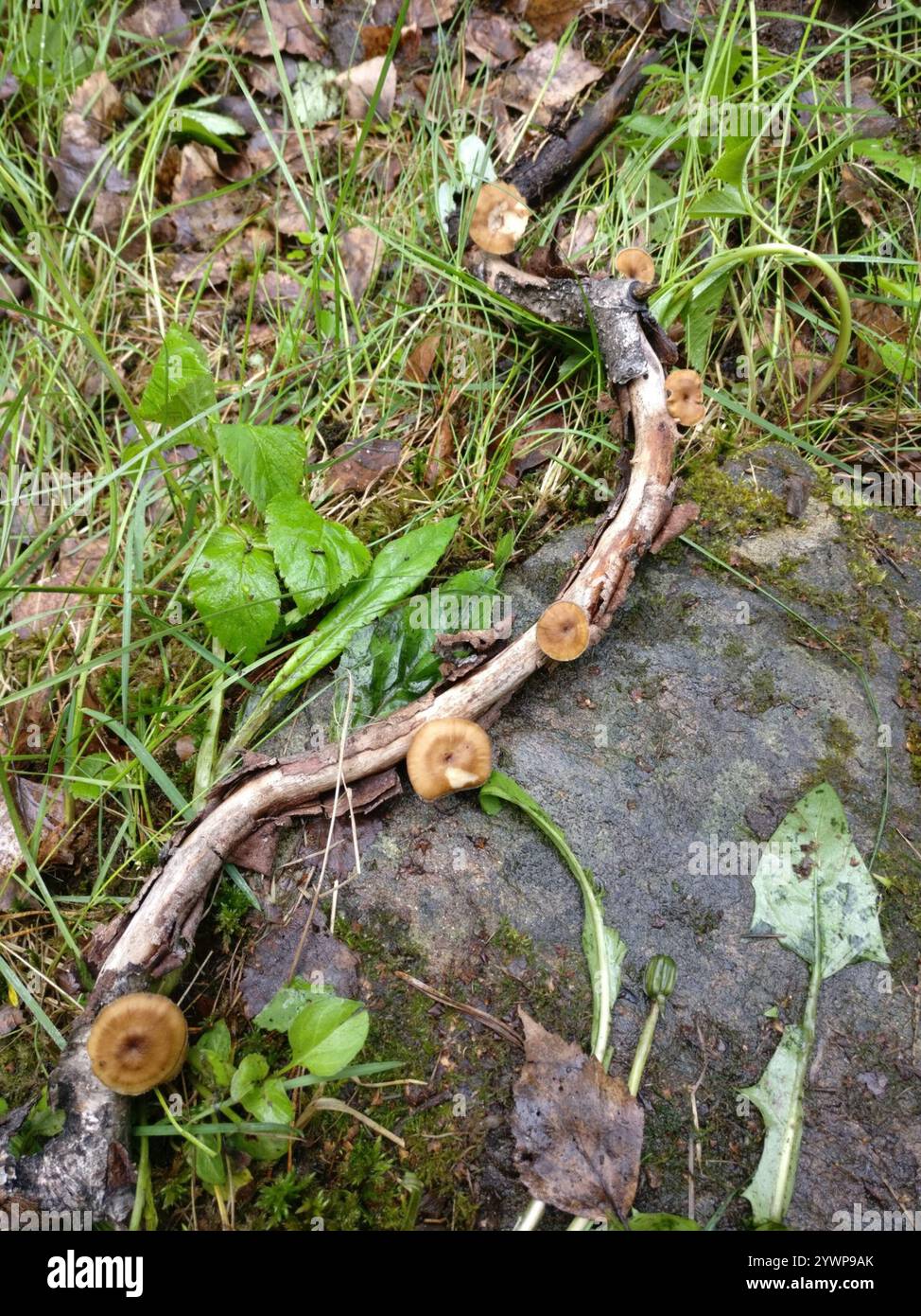 Lentinus brumalis hi-res stock photography and images - Alamy