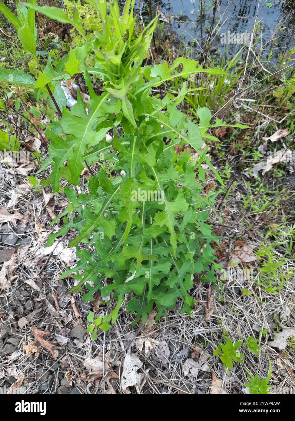 tall blue lettuce (Lactuca biennis Stock Photo - Alamy