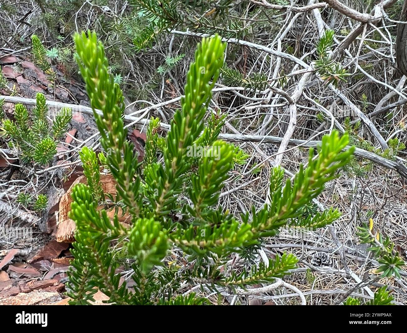 Mediterranean Heath (Erica multiflora Stock Photo - Alamy