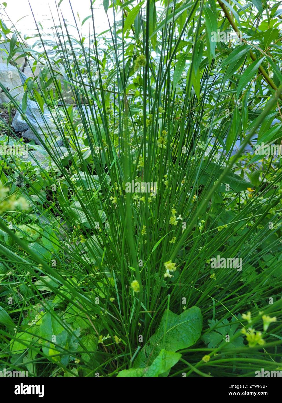 Soft Rush (Juncus effusus Stock Photo - Alamy