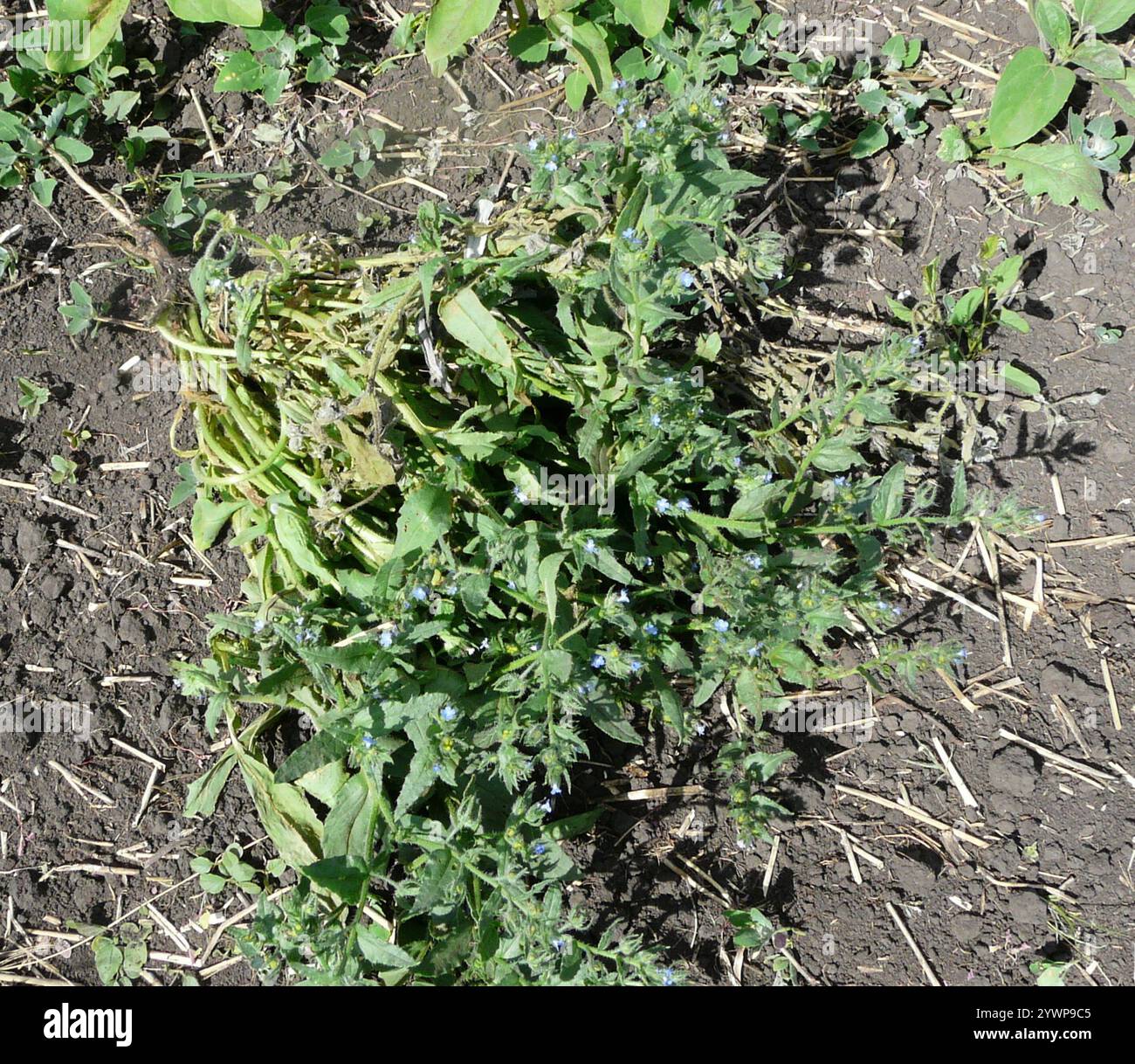small bugloss (Anchusa arvensis Stock Photo - Alamy