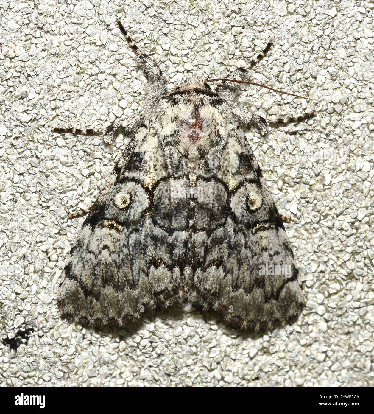 Laugher Moth (Charadra deridens Stock Photo - Alamy