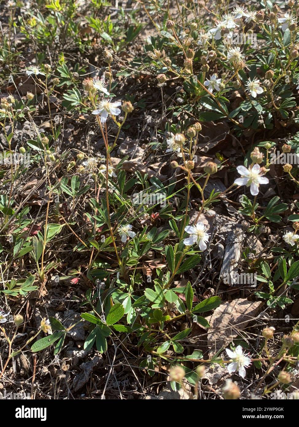 three-toothed cinquefoil (Sibbaldiopsis tridentata Stock Photo - Alamy