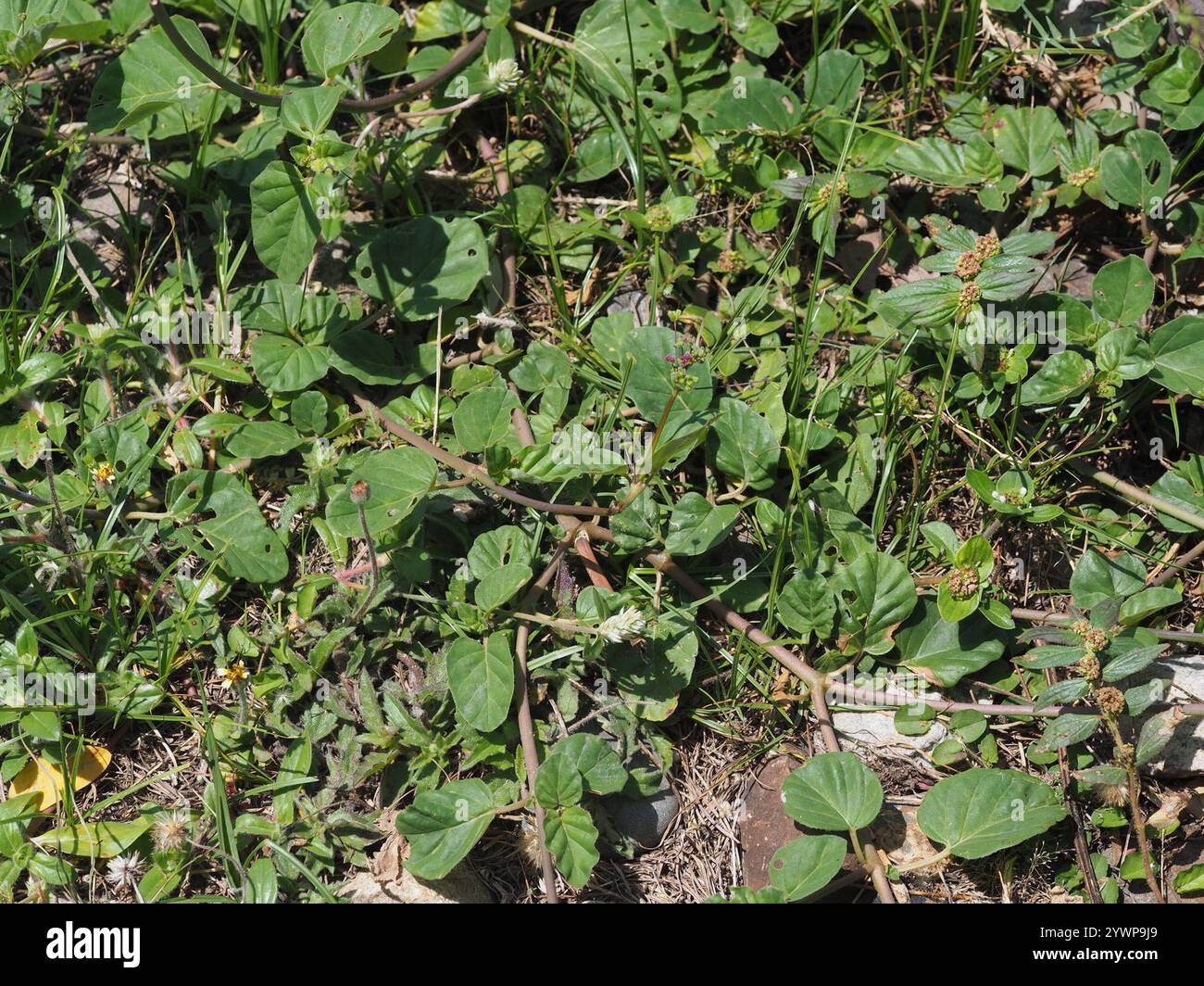 scarlet spiderling (Boerhavia coccinea Stock Photo - Alamy