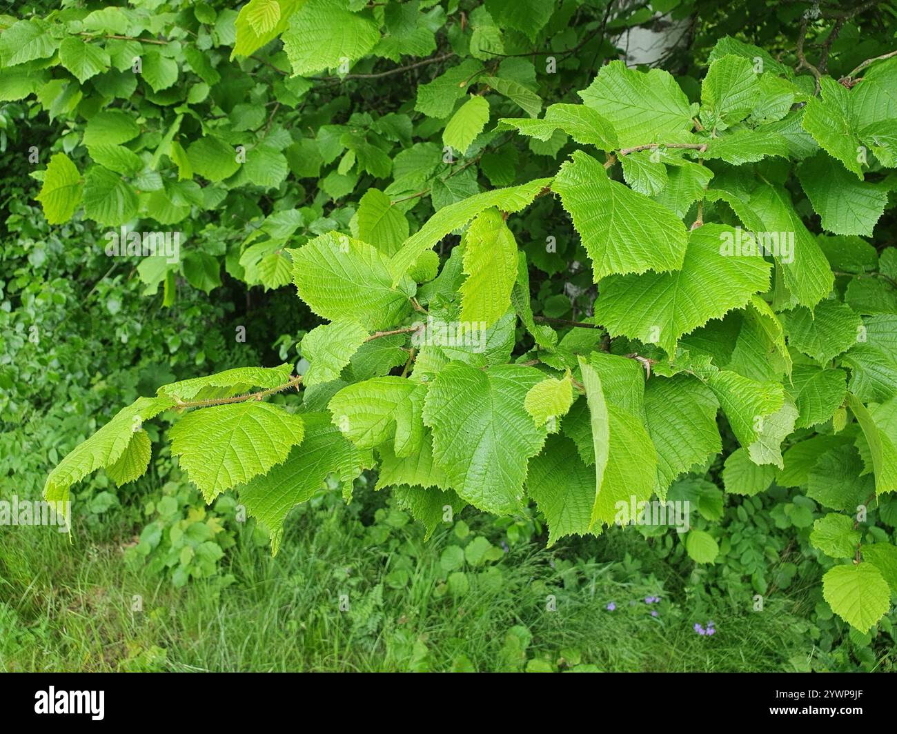 common hazel (Corylus avellana Stock Photo - Alamy