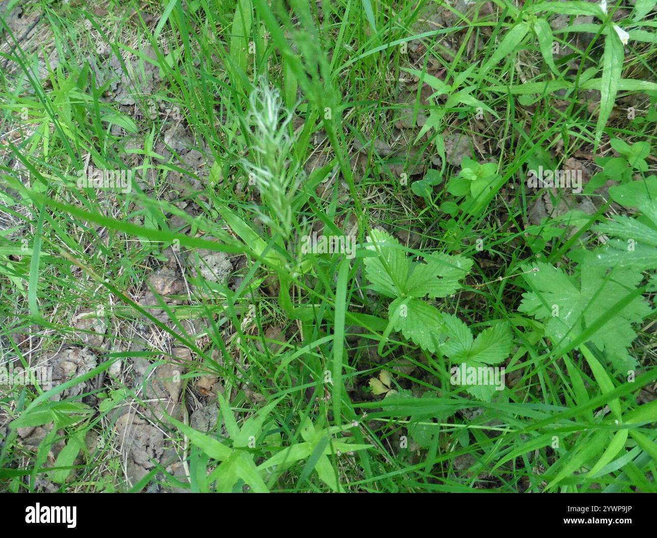sweet vernal grass (Anthoxanthum odoratum Stock Photo - Alamy