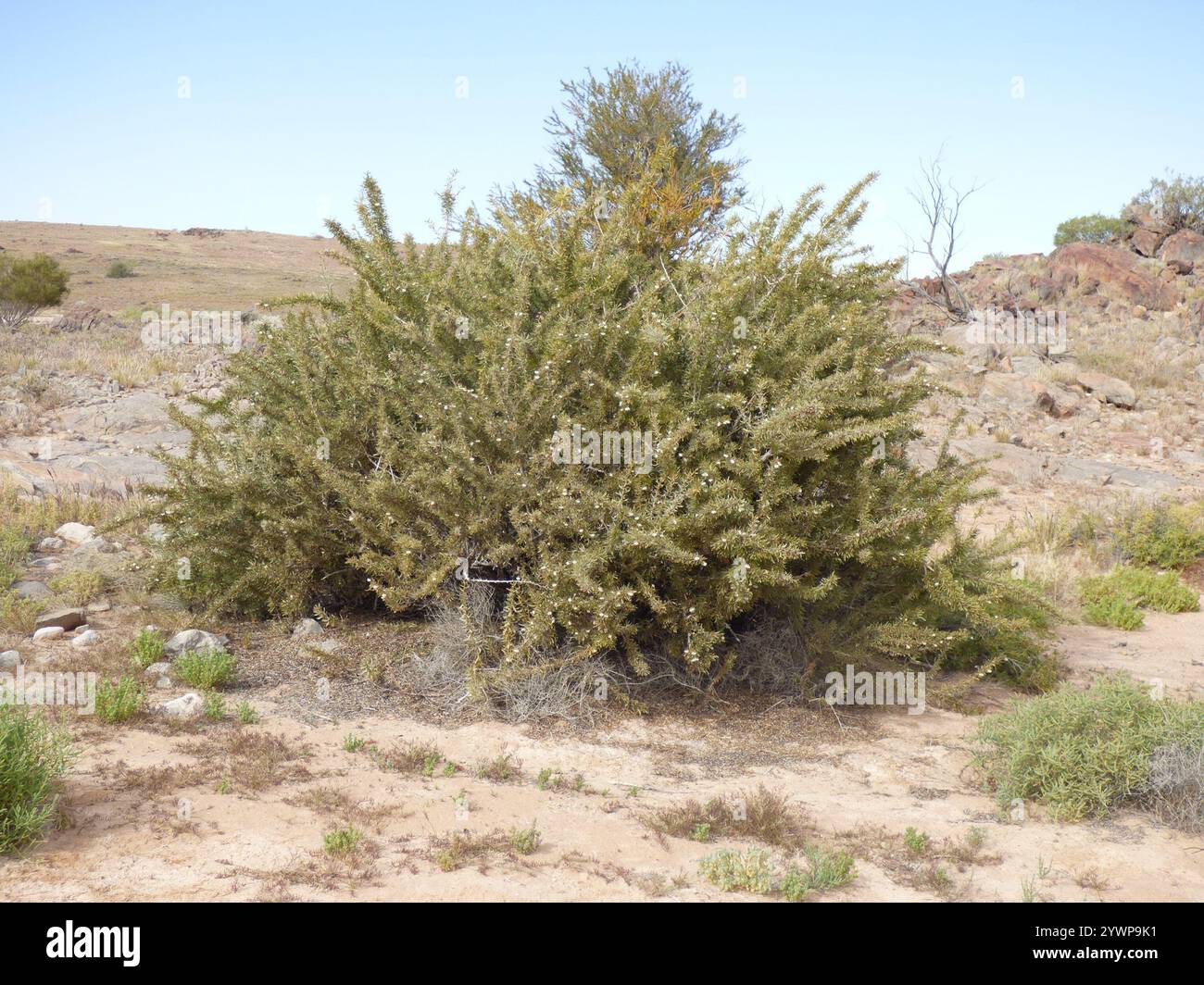 Spiny Fan-flower (Scaevola spinescens Stock Photo - Alamy