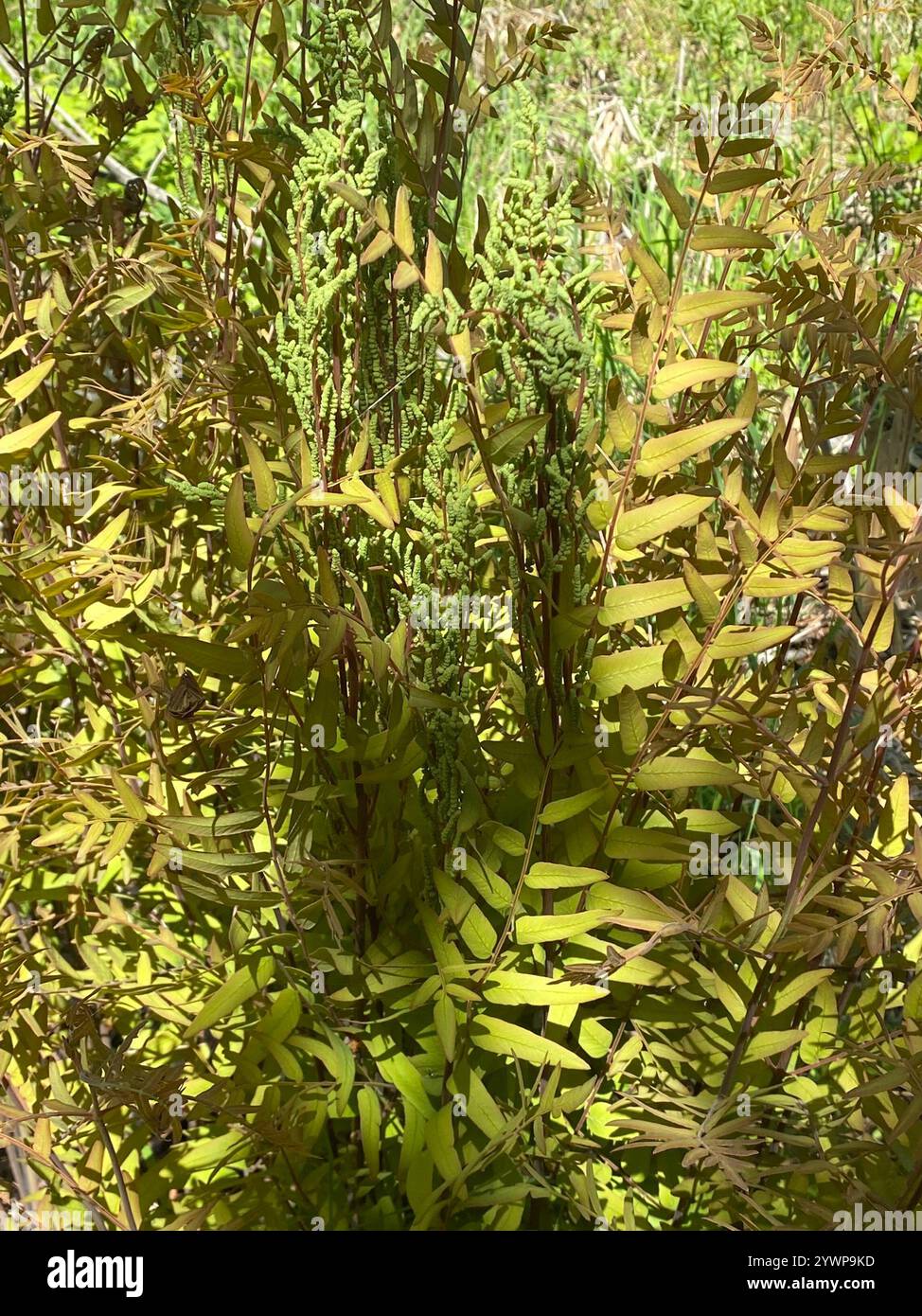 American royal fern hi-res stock photography and images - Alamy