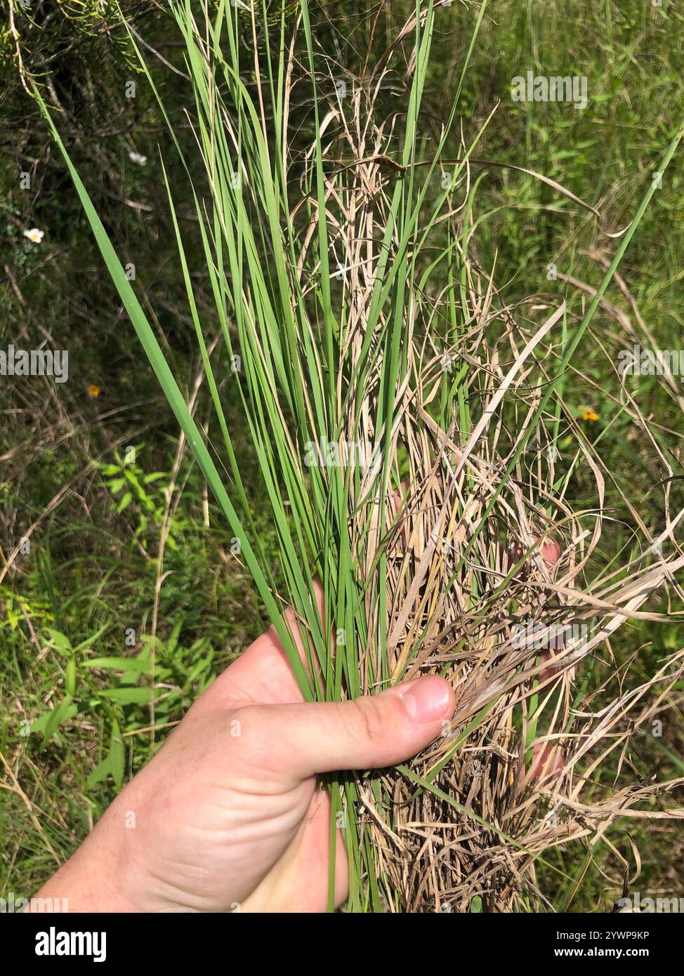 Hairawn Muhly (Muhlenbergia capillaris Stock Photo - Alamy