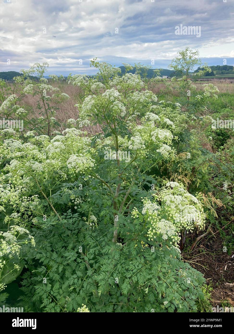 poison hemlock (Conium maculatum Stock Photo - Alamy