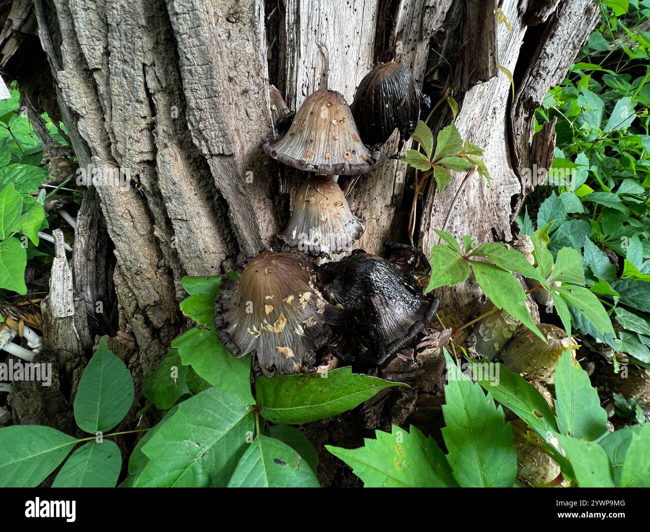 scaly ink cap (Coprinopsis variegata Stock Photo - Alamy