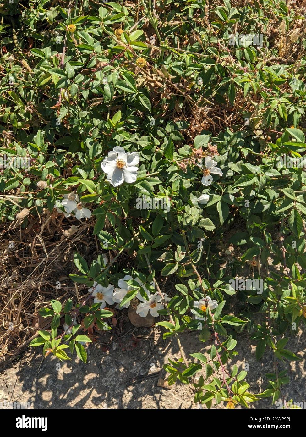 Evergreen Rose (Rosa sempervirens Stock Photo - Alamy
