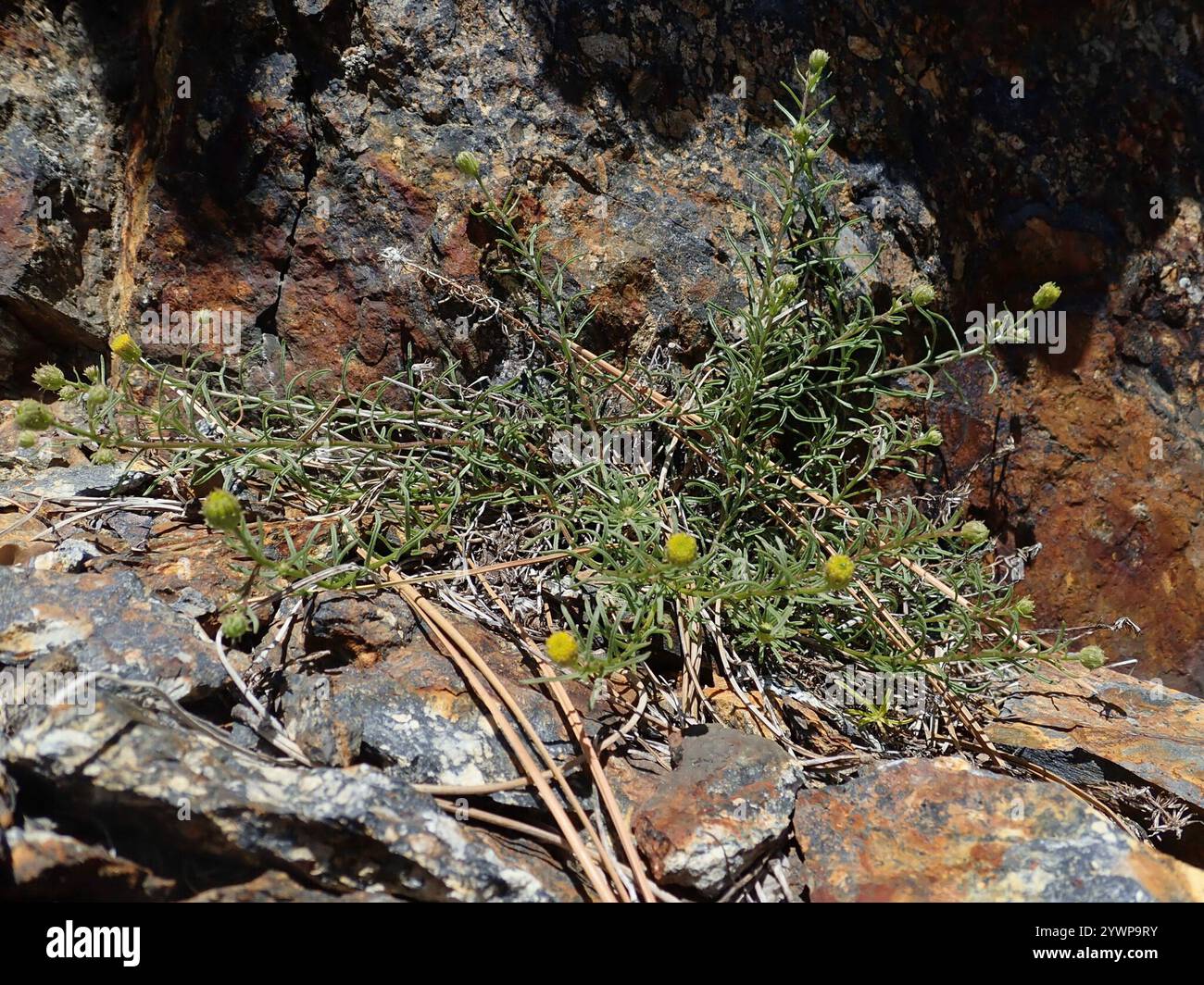 california rayless daisy (Erigeron reductus reductus Stock Photo - Alamy