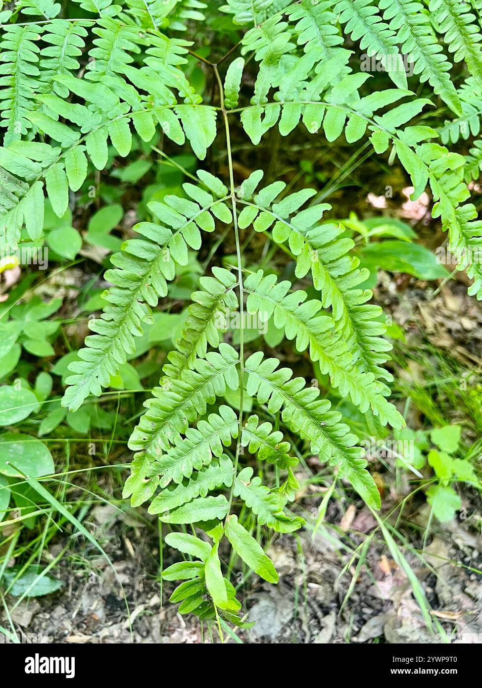 eagle fern (Pteridium aquilinum latiusculum Stock Photo - Alamy