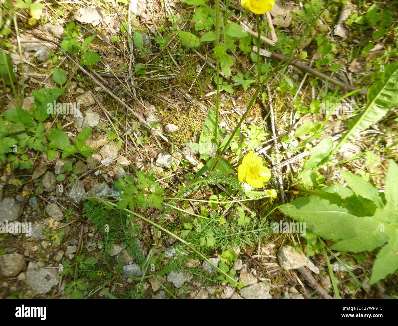 Creeping buttercup (Ranunculus repens Stock Photo - Alamy