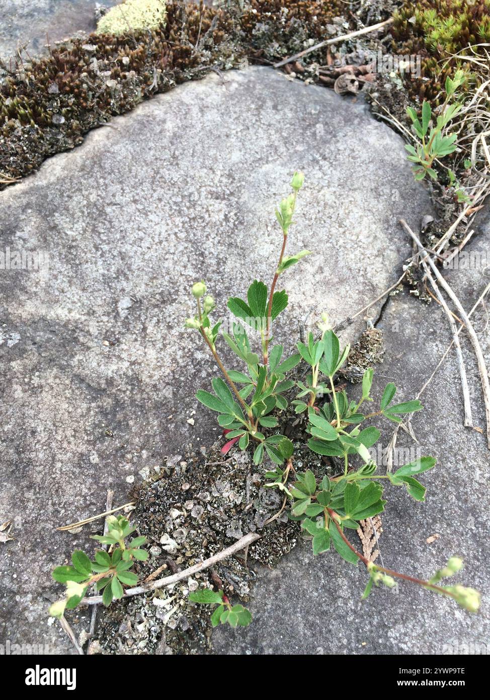 three-toothed cinquefoil (Sibbaldiopsis tridentata Stock Photo - Alamy