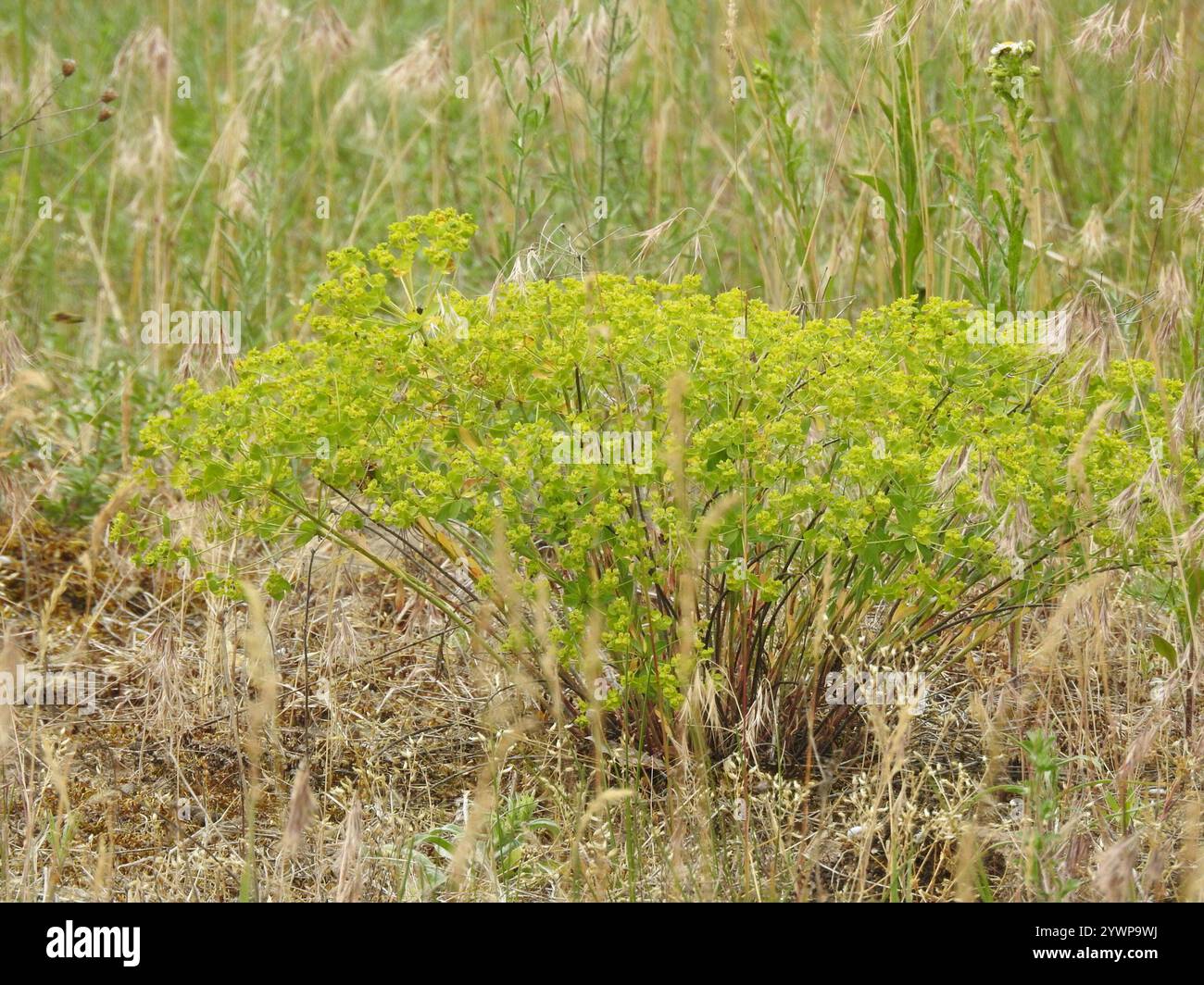 steppe spurge (Euphorbia seguieriana Stock Photo - Alamy