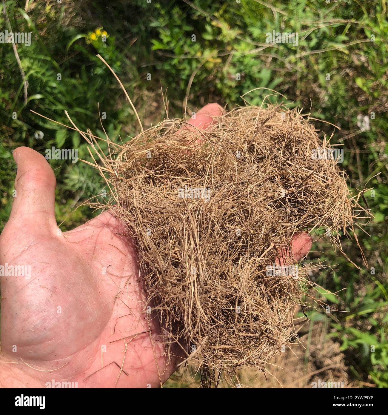 Hairawn Muhly (Muhlenbergia capillaris Stock Photo - Alamy