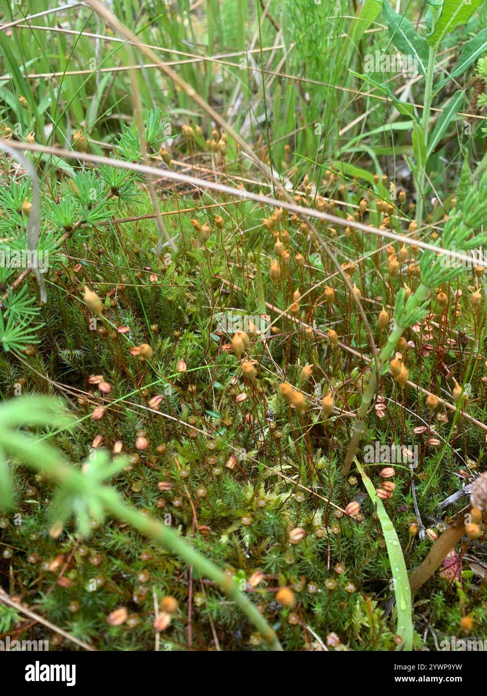 juniper haircap moss (Polytrichum juniperinum Stock Photo - Alamy