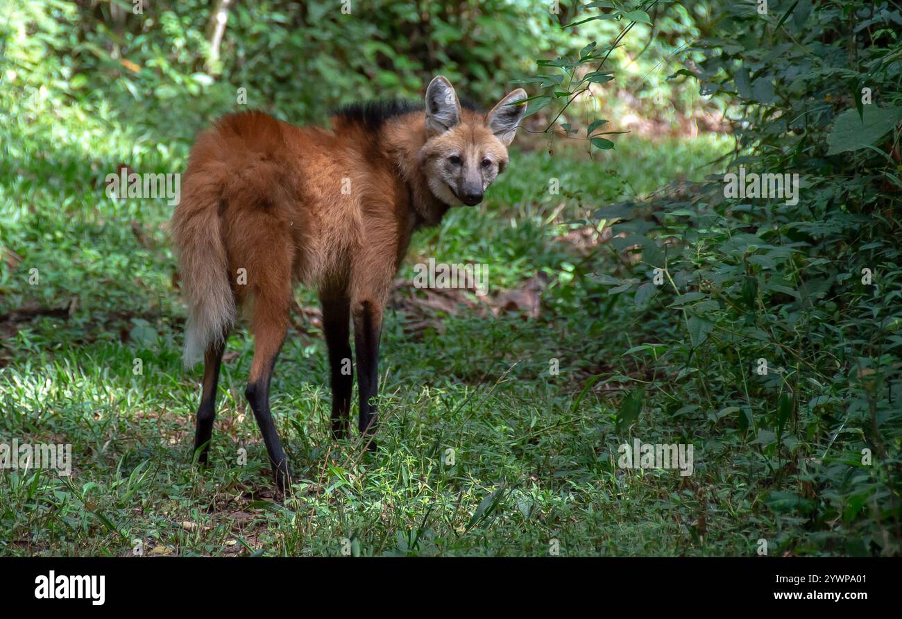 Maned Wolf (Chrysocyon brachyurus Stock Photo - Alamy