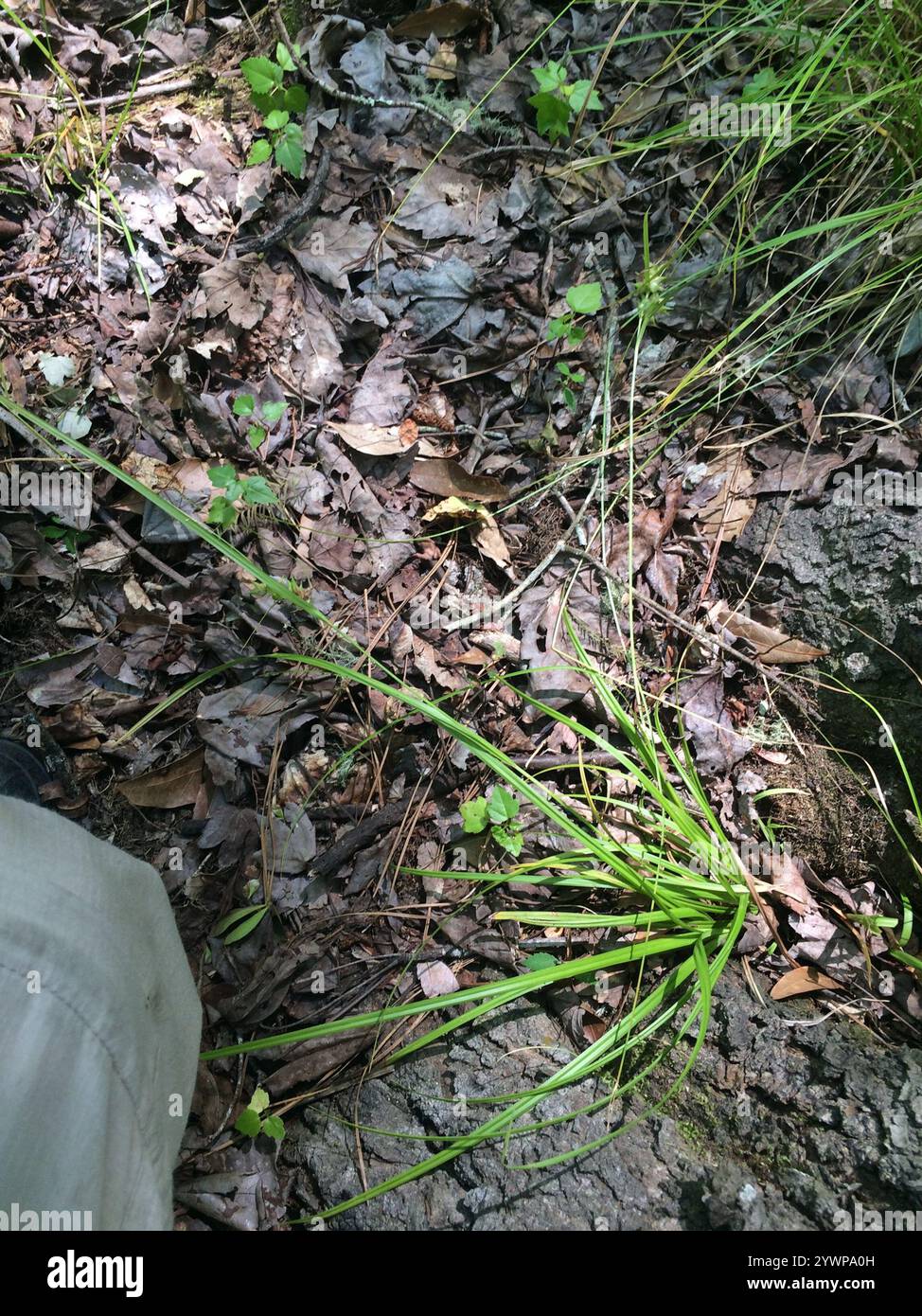 bladder sedge (Carex intumescens Stock Photo - Alamy