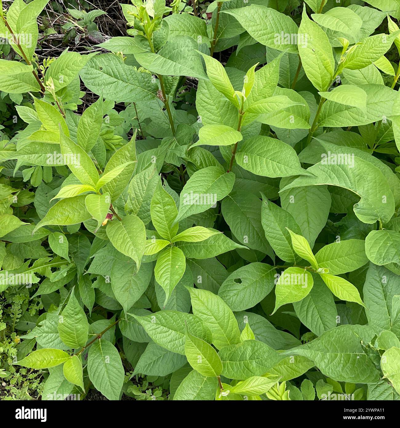 twinberry honeysuckle (Lonicera involucrata Stock Photo - Alamy