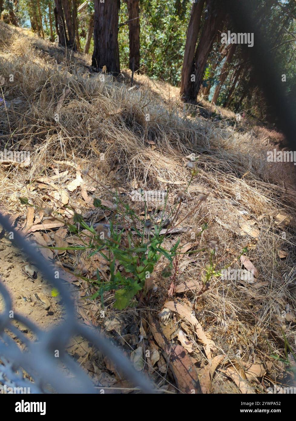 False Hawkbit (Urospermum picroides Stock Photo - Alamy