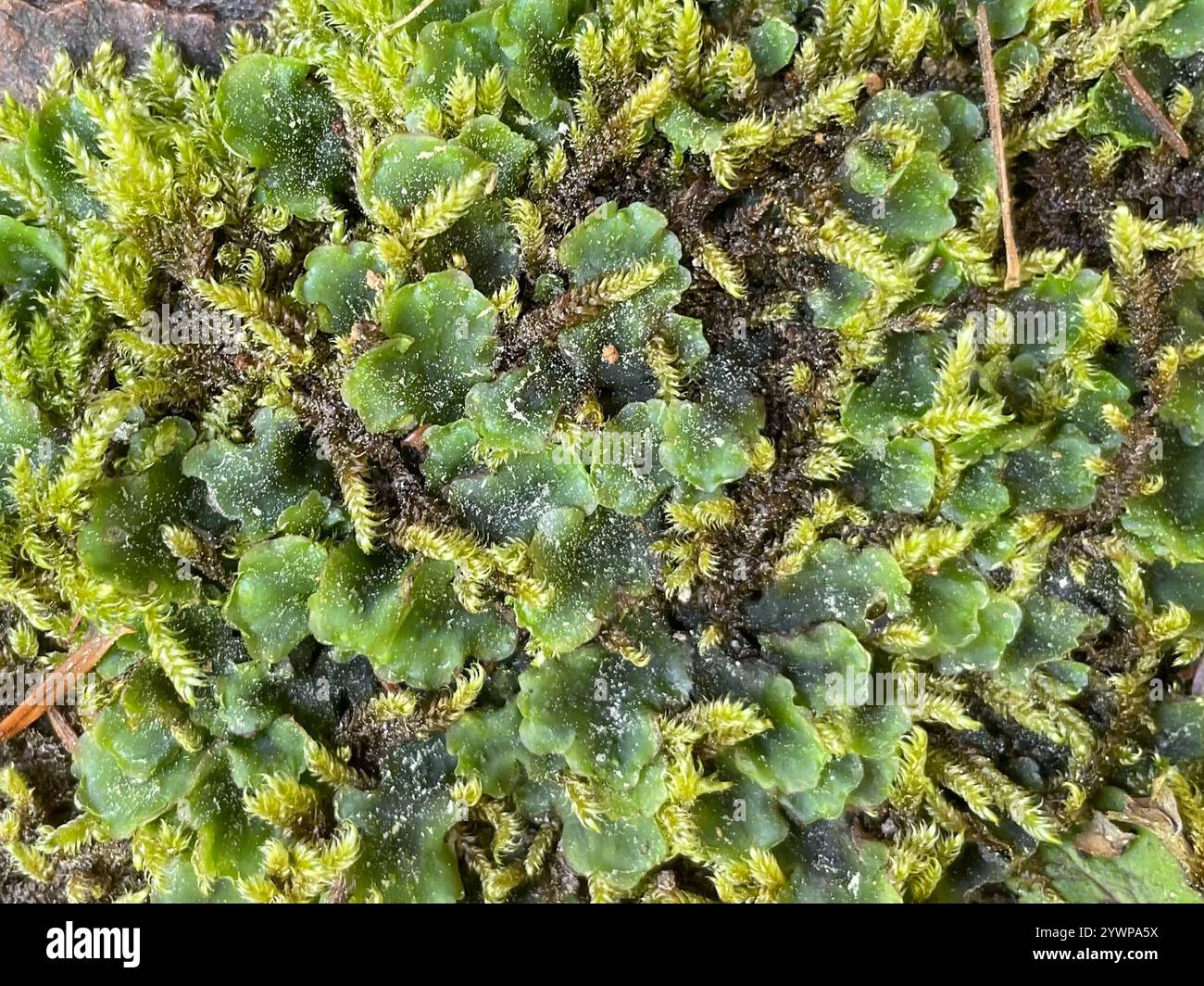 greasewort (Aneura pinguis Stock Photo - Alamy