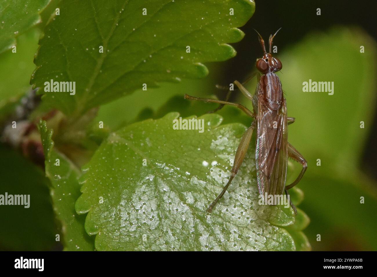 Snail-killing Flies (Sepedon Stock Photo - Alamy