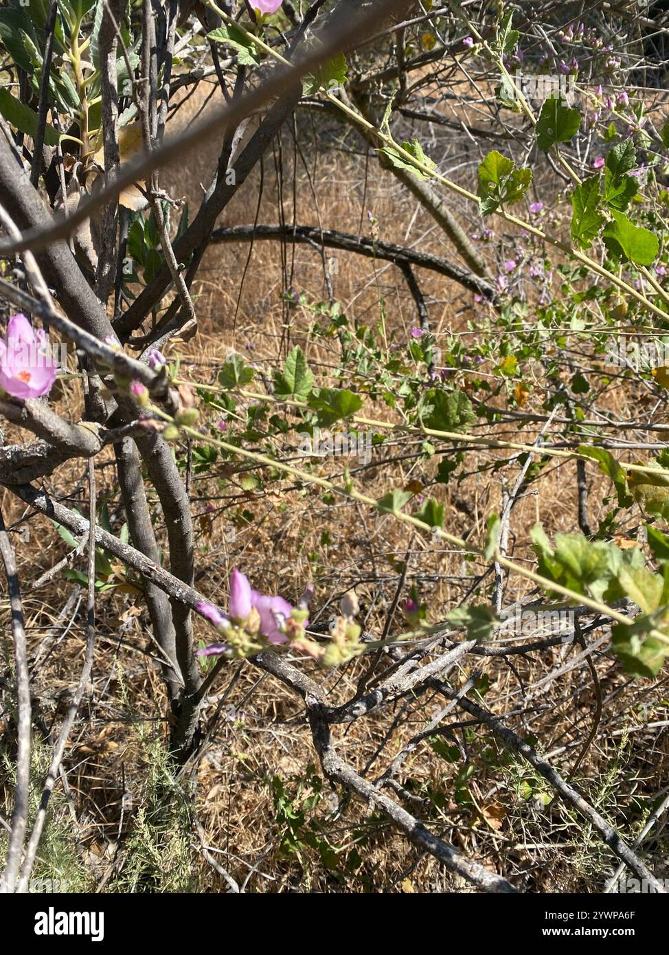 southern coastal bushmallow (Malacothamnus fasciculatus Stock Photo - Alamy