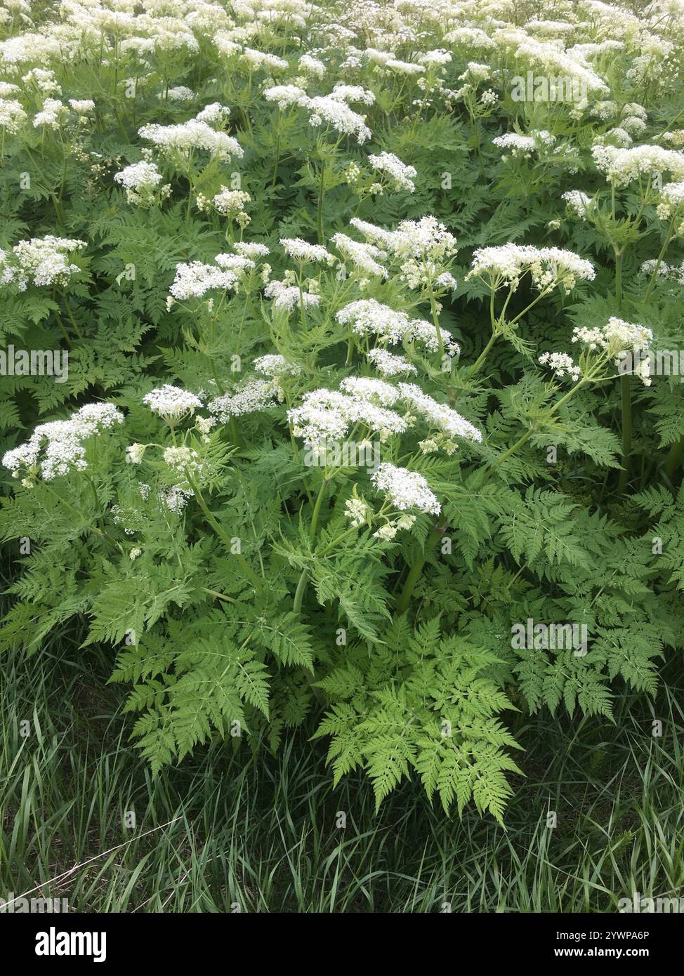 sweet cicely (Myrrhis odorata Stock Photo - Alamy