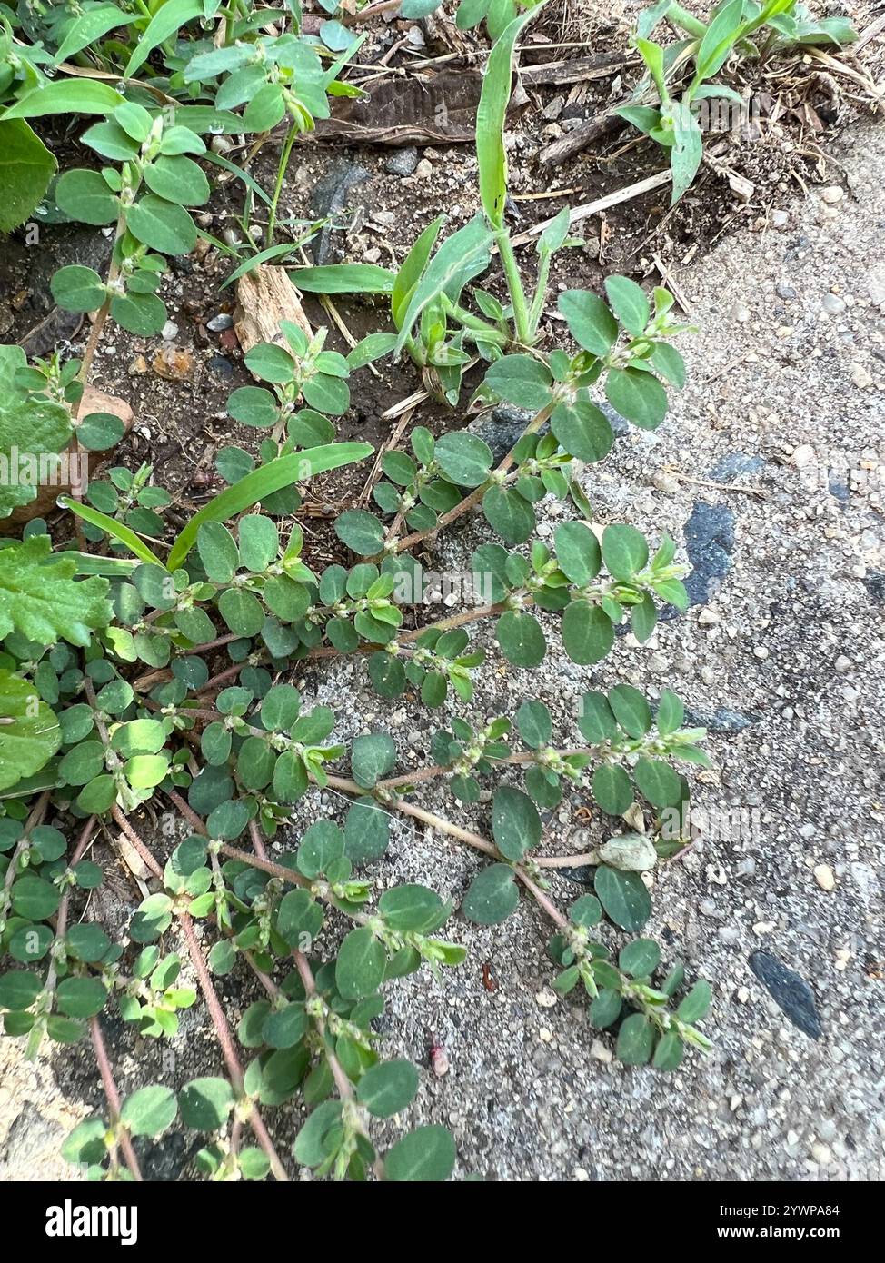 prostrate sandmat (Euphorbia prostrata Stock Photo - Alamy