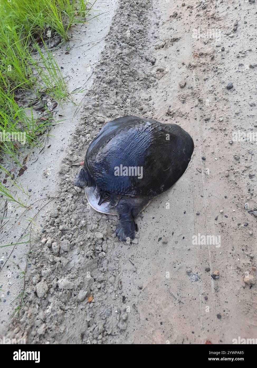 Florida Softshell Turtle (Apalone ferox Stock Photo - Alamy