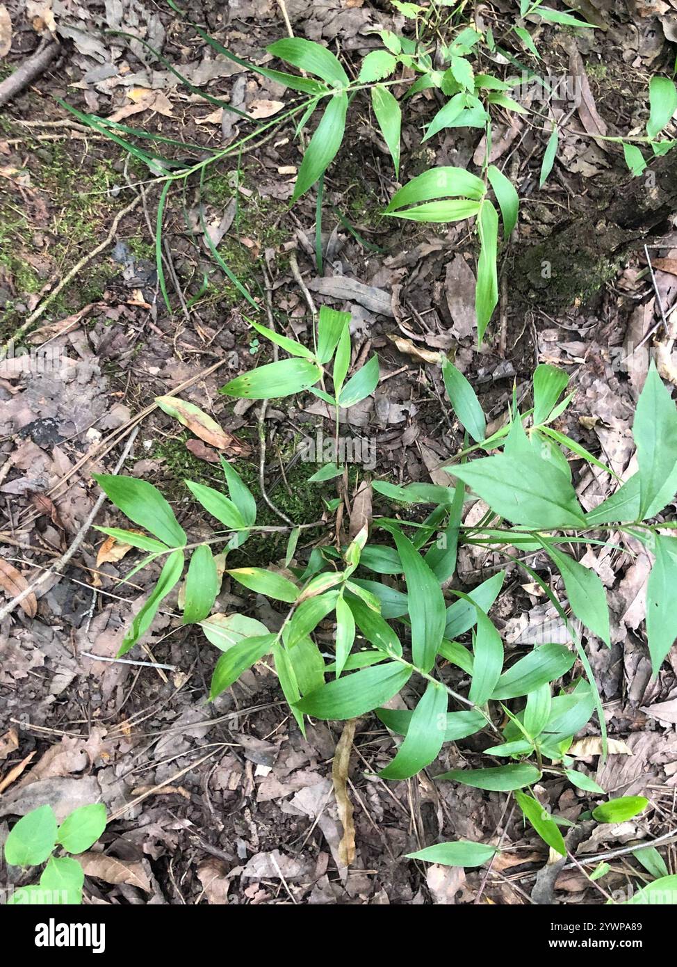 Joor's Panicgrass (Dichanthelium commutatum joorii Stock Photo - Alamy