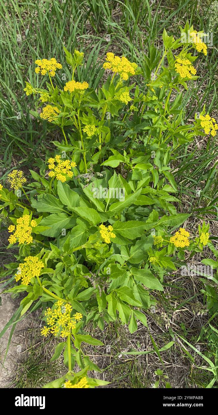 golden Alexanders (Zizia aurea Stock Photo - Alamy