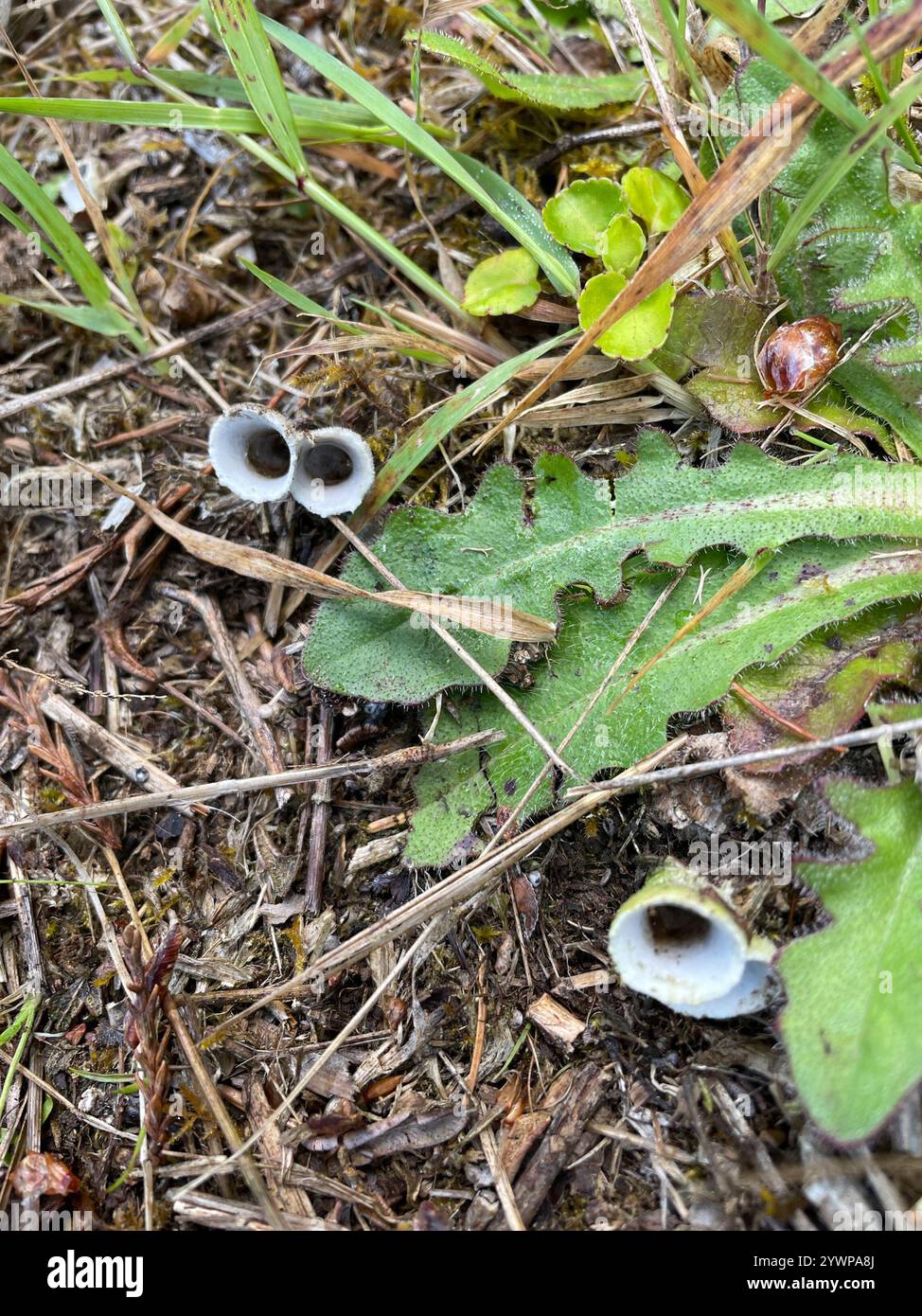 jellied bird's nest fungus (Nidula candida Stock Photo - Alamy