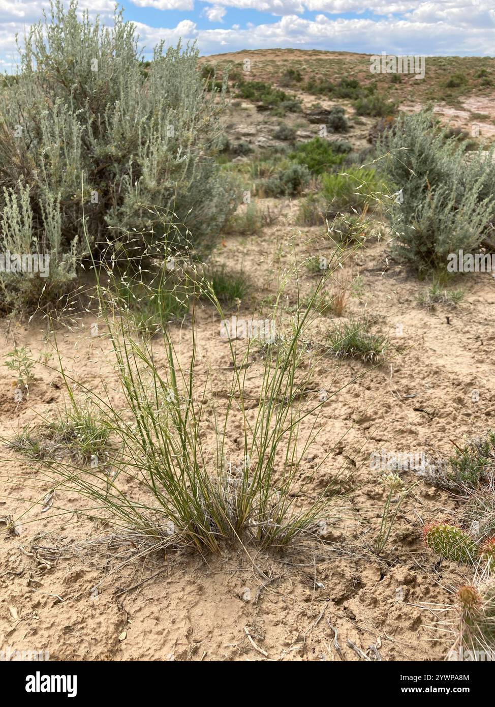 Sand Ricegrass (Eriocoma hymenoides Stock Photo - Alamy