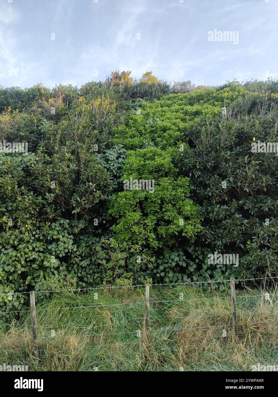 Wharangi (Melicope ternata Stock Photo - Alamy