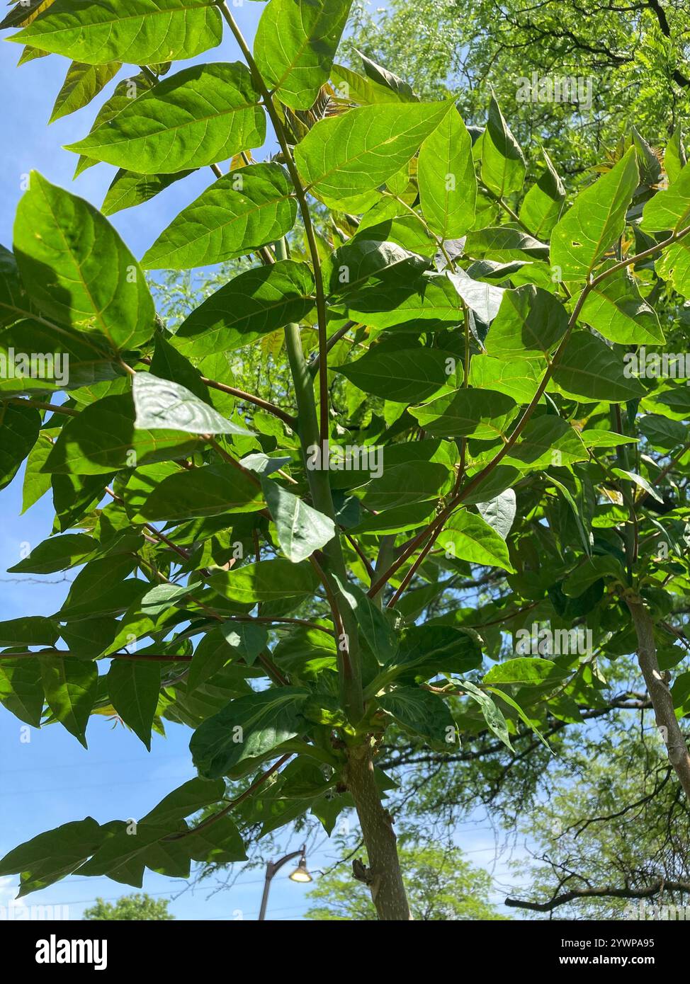 tree-of-heaven (Ailanthus altissima Stock Photo - Alamy