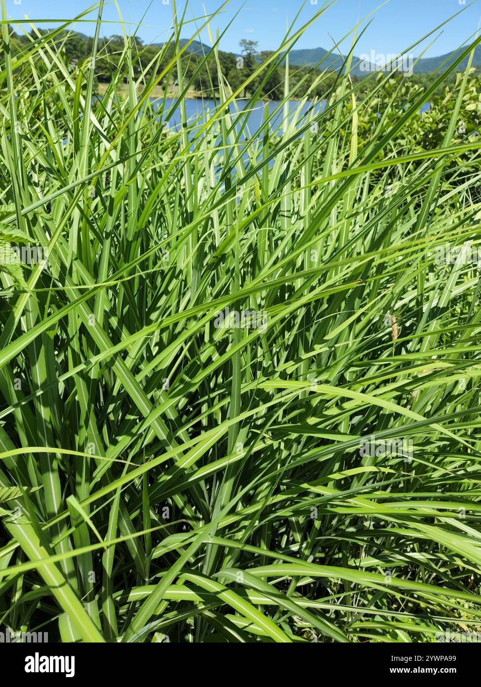 Chinese silver grass (Miscanthus sinensis Stock Photo - Alamy