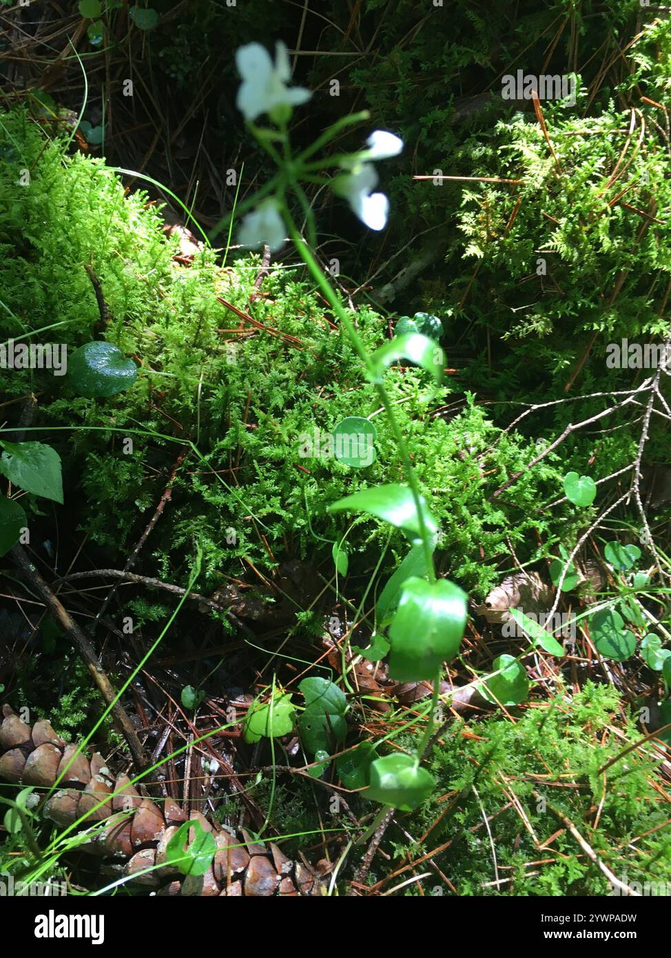 bulbous cress (Cardamine bulbosa Stock Photo - Alamy