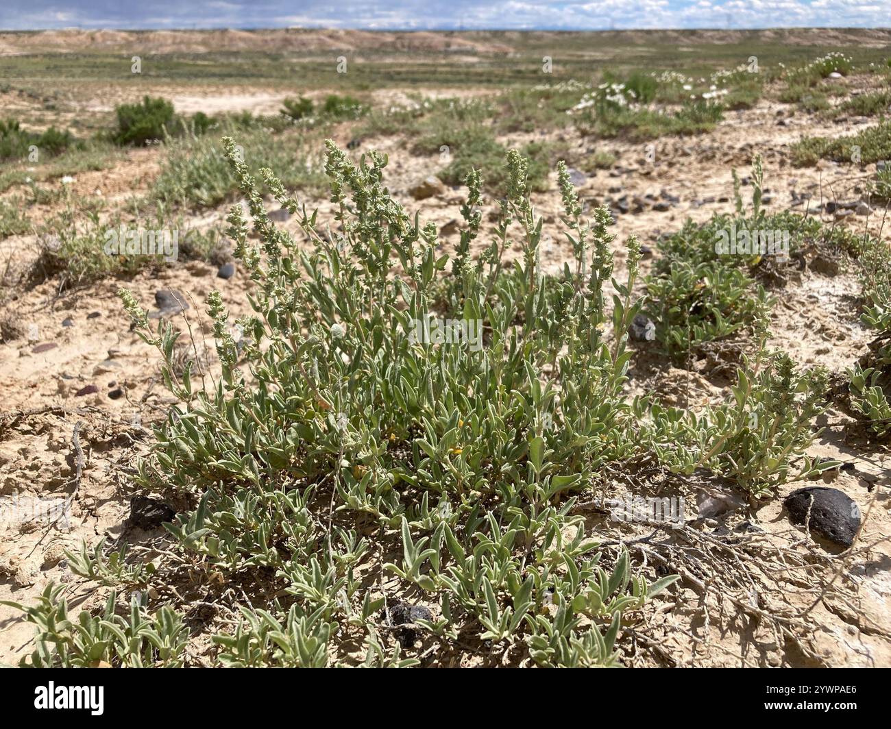 (Atriplex gardneri gardneri Stock Photo - Alamy