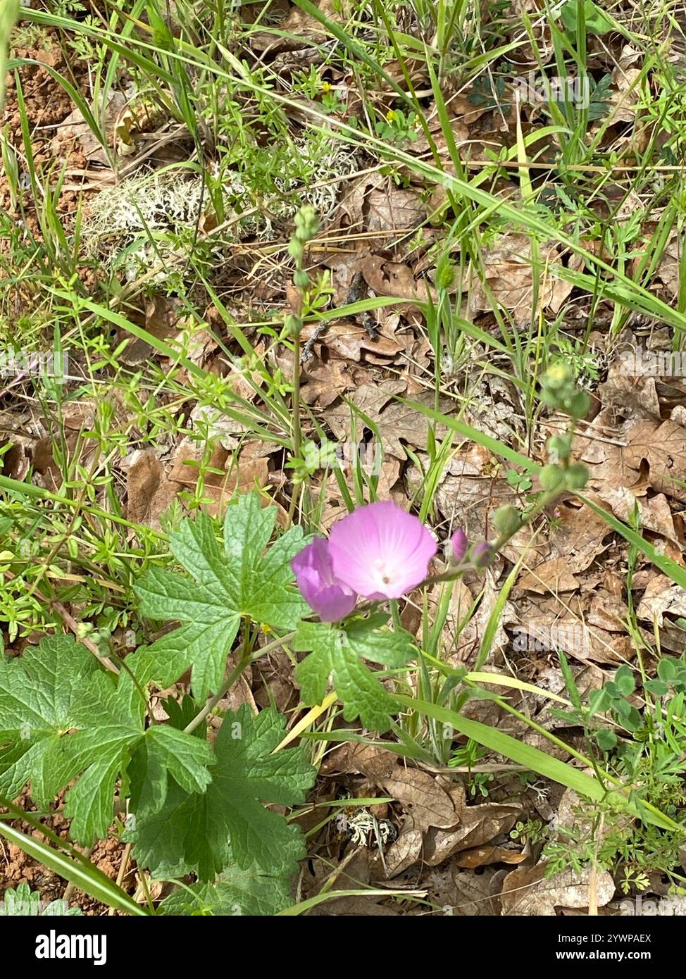 fringed checkerbloom (Sidalcea diploscypha Stock Photo - Alamy