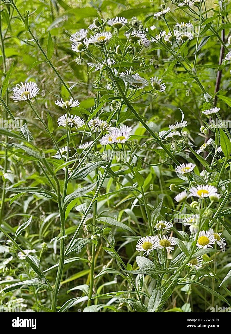 hairy white oldfield aster (Symphyotrichum pilosum Stock Photo - Alamy