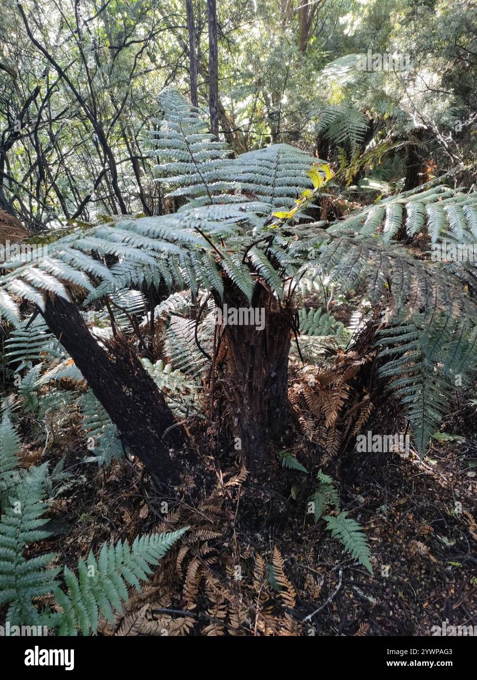Dicksonia fibrosa hi-res stock photography and images - Alamy