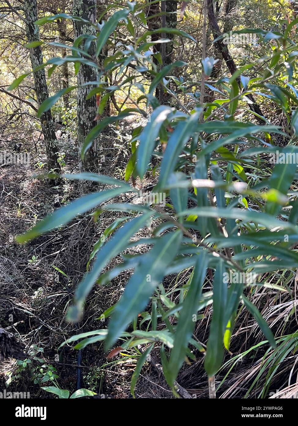 White Maire (Nestegis lanceolata Stock Photo - Alamy