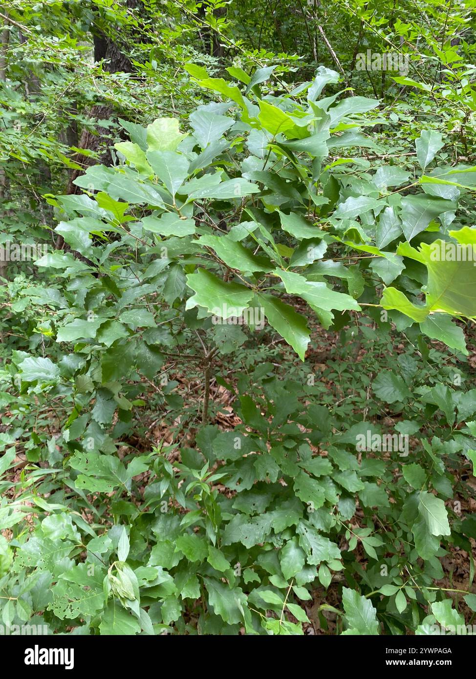 dwarf chinkapin oak (Quercus prinoides Stock Photo - Alamy
