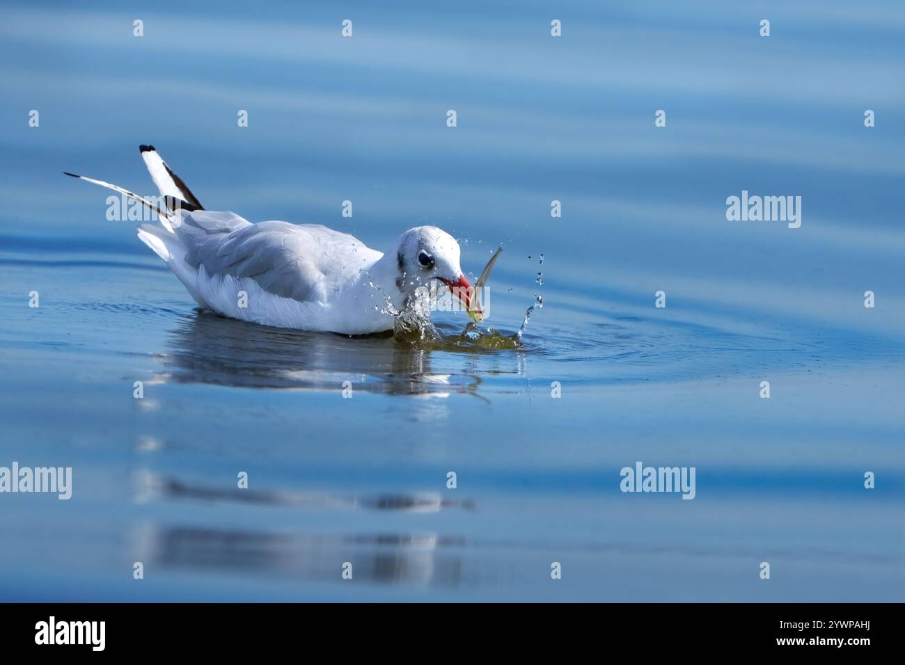 Black-headed gull (Chroicocephalus ridibundus) with caught small fish ...